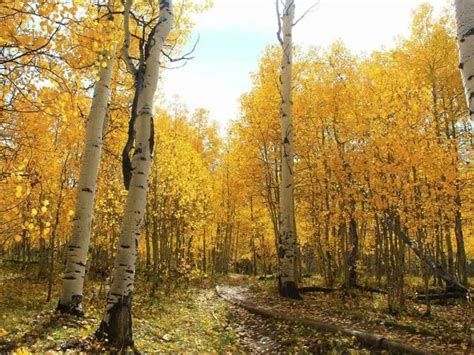 How To Identify Aspen Trees A Comprehensive Guide
