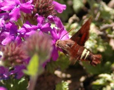 Hummingbird Moth Hawkmoth Pupa Walter Reeves The Georgia Gardener