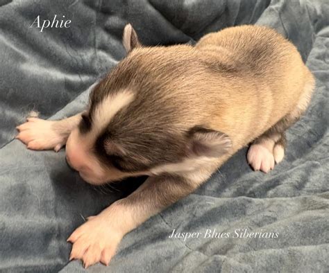 Blog Archives Jasper Blues Siberians