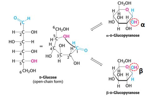 Biochem Chap 10 Flashcards Quizlet