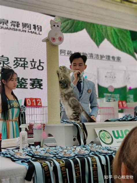 Wccf猫赛 一场名猫荟萃的品鉴盛宴，心粮带你一次看个够！ 知乎