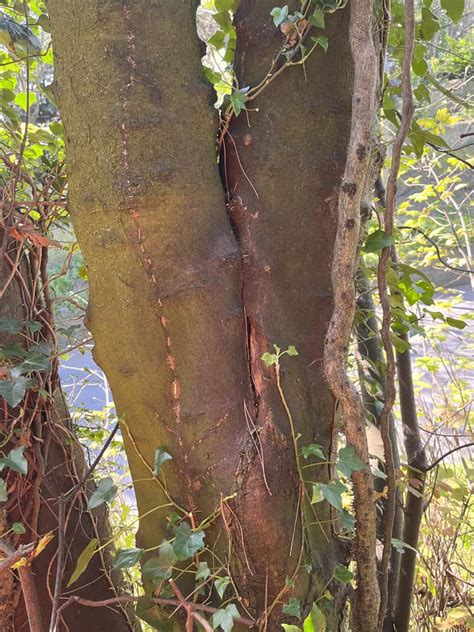 Tree Condition Assessment Co Louth Veon