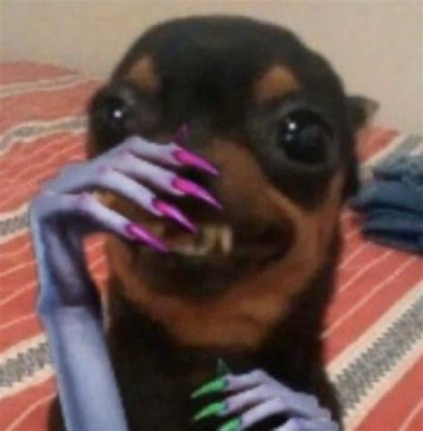 94 Chihuahua Reaction Dog Meme Face