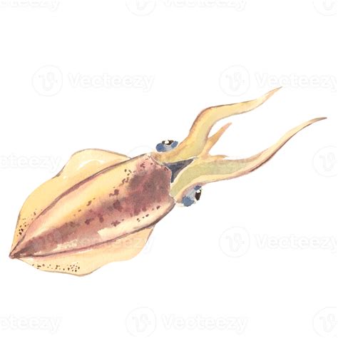 Squid Seafood Watercolor Png