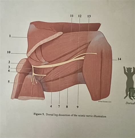 Dorsal Leg Animation Of Sciatic Nerve Cat Flashcards Quizlet