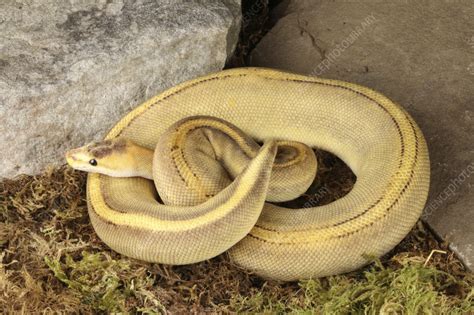 Ball Python Morph Stock Image C055 9720 Science Photo Library