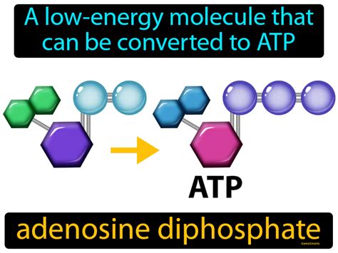 Adenosine Diphosphate Definition And Image Flippy