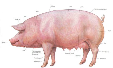 Swine Anatomy Diagram Quizlet