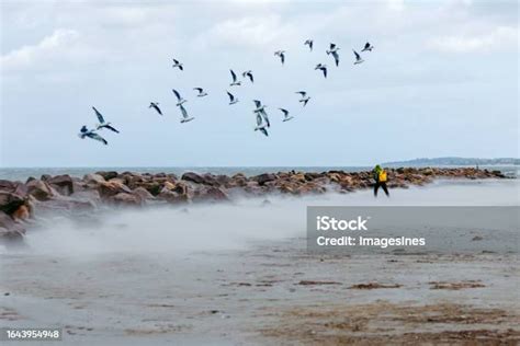 방파제 돌 그리고 바람이 부는 모래 폭풍 속에서 해변을 걷고 있는 남자 파도와 함께 야생 서핑 바다 위를 날아다니는 갈매기 떼 새 떼에 대한 스톡 사진 및 기타 이미지
