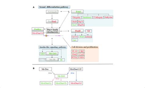 A The Sex Related Candidate Unigenes Enriched In Putative Sexual Download Scientific