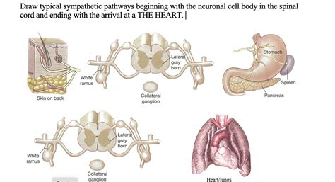 Solved Draw Typical Sympathetic Pathways Beginning With The