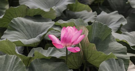 분홍색 꽃과 녹색 잎이 가득한 들판 사진 Unsplash의 꽃 이미지