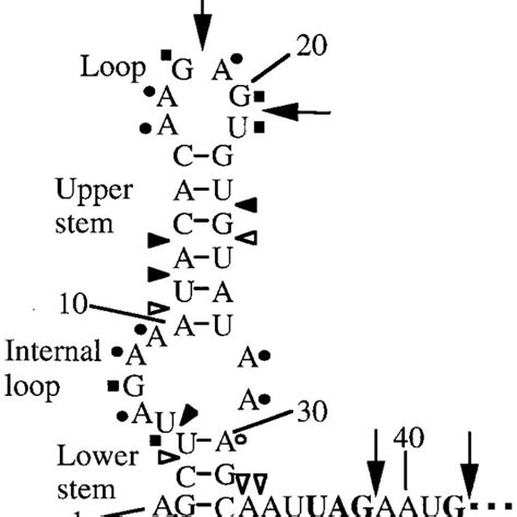 Summary Of The 5 Stem Loop Structure Mapping Results This Figure Is Download Scientific