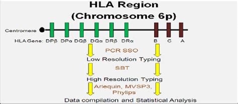 8 Genetic Map Of Human Chromosome 6 Showing The Locations Of Class I Download Scientific