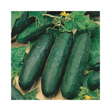 Bush Champion Cucumber Pestrol