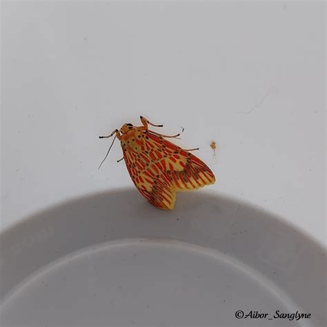 Barsine Defecta From Shillong On June 02 2021 At 1228 Pm By Aibor