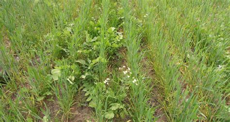 Wild Radish Factsheet Weedsmart