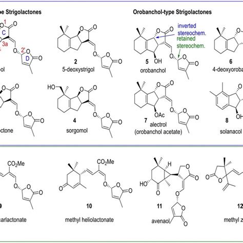 Natural Sls With Abc Ring System In Canonical Sls As Illustrated For Download Scientific
