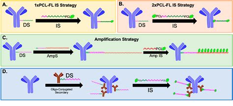 Figure 1 From Flexible Cyclic Immunofluorescence Cycif Using Oligonucleotide Barcoded