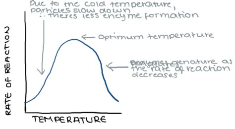 Biology Experimental Analysis Flashcards Quizlet