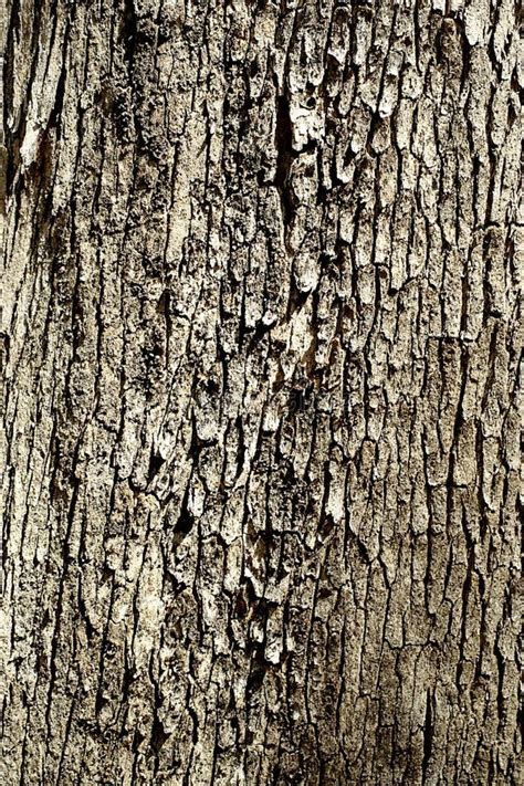 Tree Bark Pattern Stock Image Image Of Environment Bark 29911405