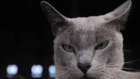 Scientists Complete 13 Year Study On Cats Sex Lives RT Russia Former Soviet Union