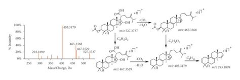 The Fragmentation Pathway Of Pachymic Acid The Fragmentation Pathway