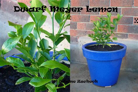 How Tall Does A Semi Dwarf Meyer Lemon Tree Grow At Harlan Rockwood Blog