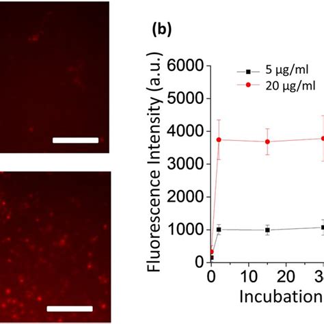 Dose Dependent Bursting Properties Of Mea Neuron Cultures Over Time