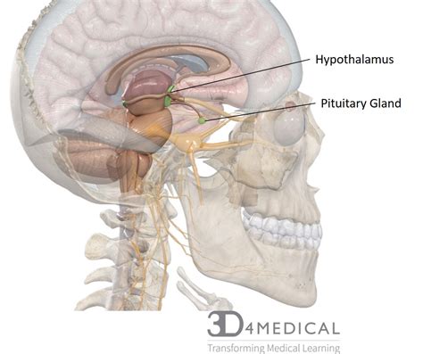 Hypothalamus And Pituitary Glands Advanced Anatomy 2nd Ed