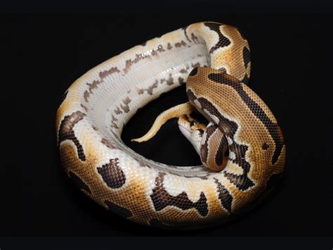 Morph List World Of Ball Pythons