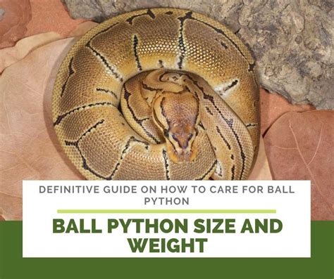 Male Ball Python Size Chart At Lewis Burcham Blog