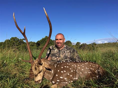 Hawaii Safaris Deer Hunting On Big Island Maui Kauai