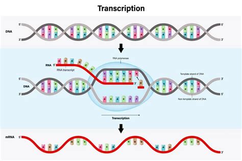 Transcription Quickbytes Education Cell Biology