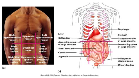 Intro To Anatomy 1 Life Organization And Terminology Freethought Forum