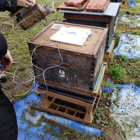 How To Monitor A Beehive With Arduino Nano 33ble Bluetooth Dfrobot