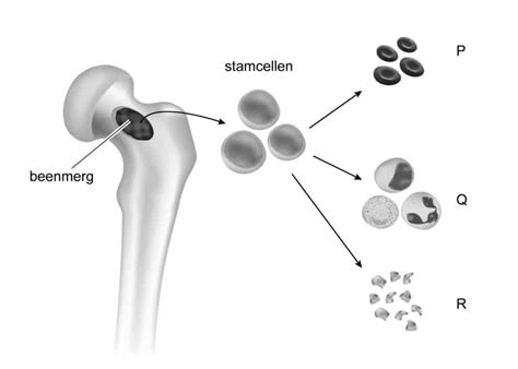 Transport Bloedsomloop Dt Biologielessennl