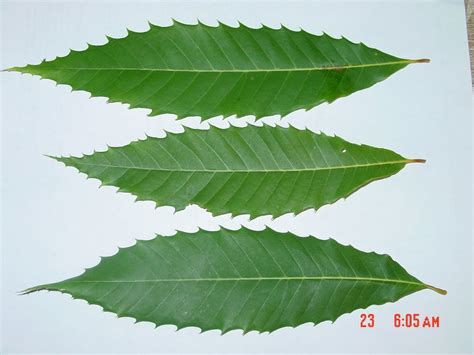 Chestnut Identification Explore More And Learn — American Chestnut