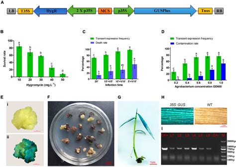 Revolutionizing Plant Genetics A Breakthrough In Tree Cloning For Revolutionizing Plant Genetics A Breakthrough In Tree Cloning For