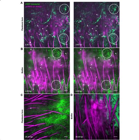 Dynamics Of Recruited Egfp Cells In The Mouse Ear Pinna After