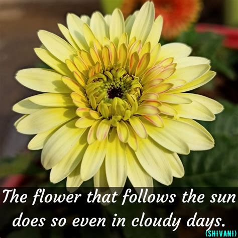 Best 30 Inspirational Flower Quotes With Beautiful Pictures Quotes
