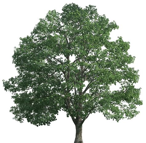 Realistic Tree Png 10 Free Cliparts Download Images On Clipground 2025
