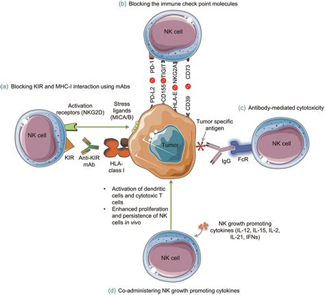 Harnessing Natural Killer Cell Mediated Innate Immune Responses For