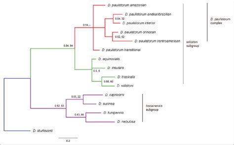 Bayesian Inference Tree Obtained With Morphological Dataset The Download Scientific Diagram