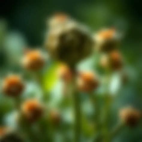 Understanding Genetically Modified Organisms Concepts And Implications