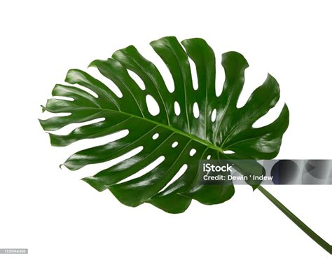 몬스타 델리시오사 잎 또는 스위스 치즈 공장 흰색 배경에 고립 클리핑 경로 0명에 대한 스톡 사진 및 기타 이미지 0명