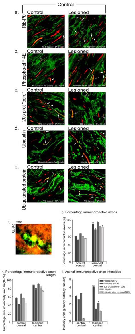 Effects Of The Conditioning Lesion On The In Vivo Levels And