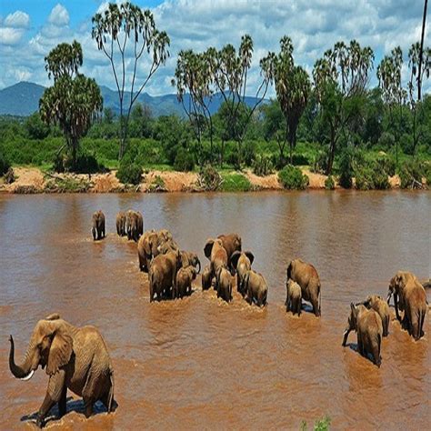 Home Samburu Riverside Camp