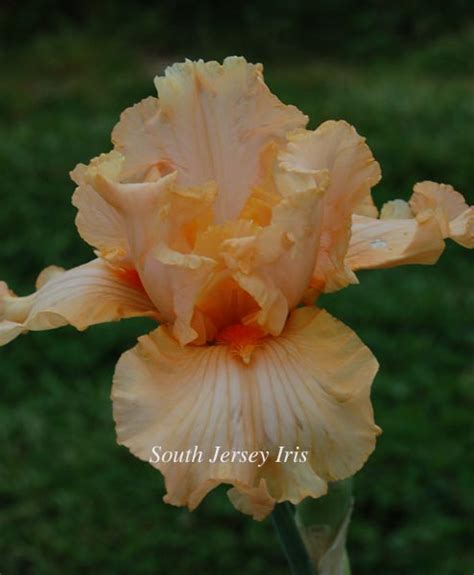 Typical Tom Burseen 2011 South Jersey Iris