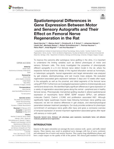 Pdf Spatiotemporal Differences In Gene Expression Between Motor And Sensory Autografts And